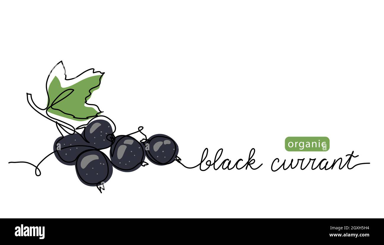 Black currant vector illustration. One line art drawing with lettering ...