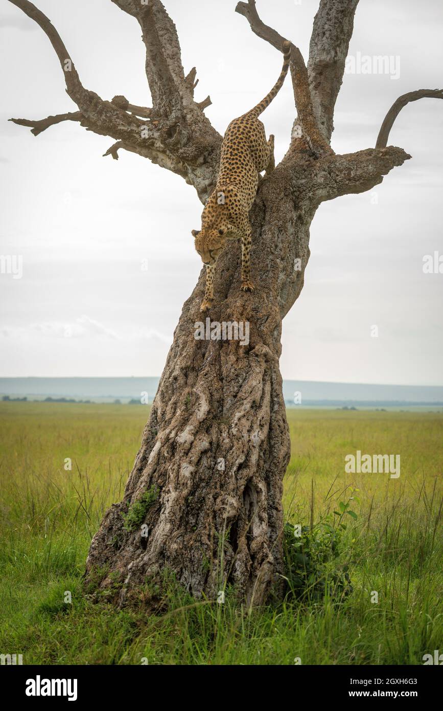Slanted tree hi-res stock photography and images - Alamy