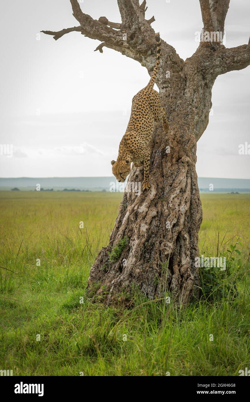 Cheetah walks down tree trunk in savannah Stock Photo - Alamy