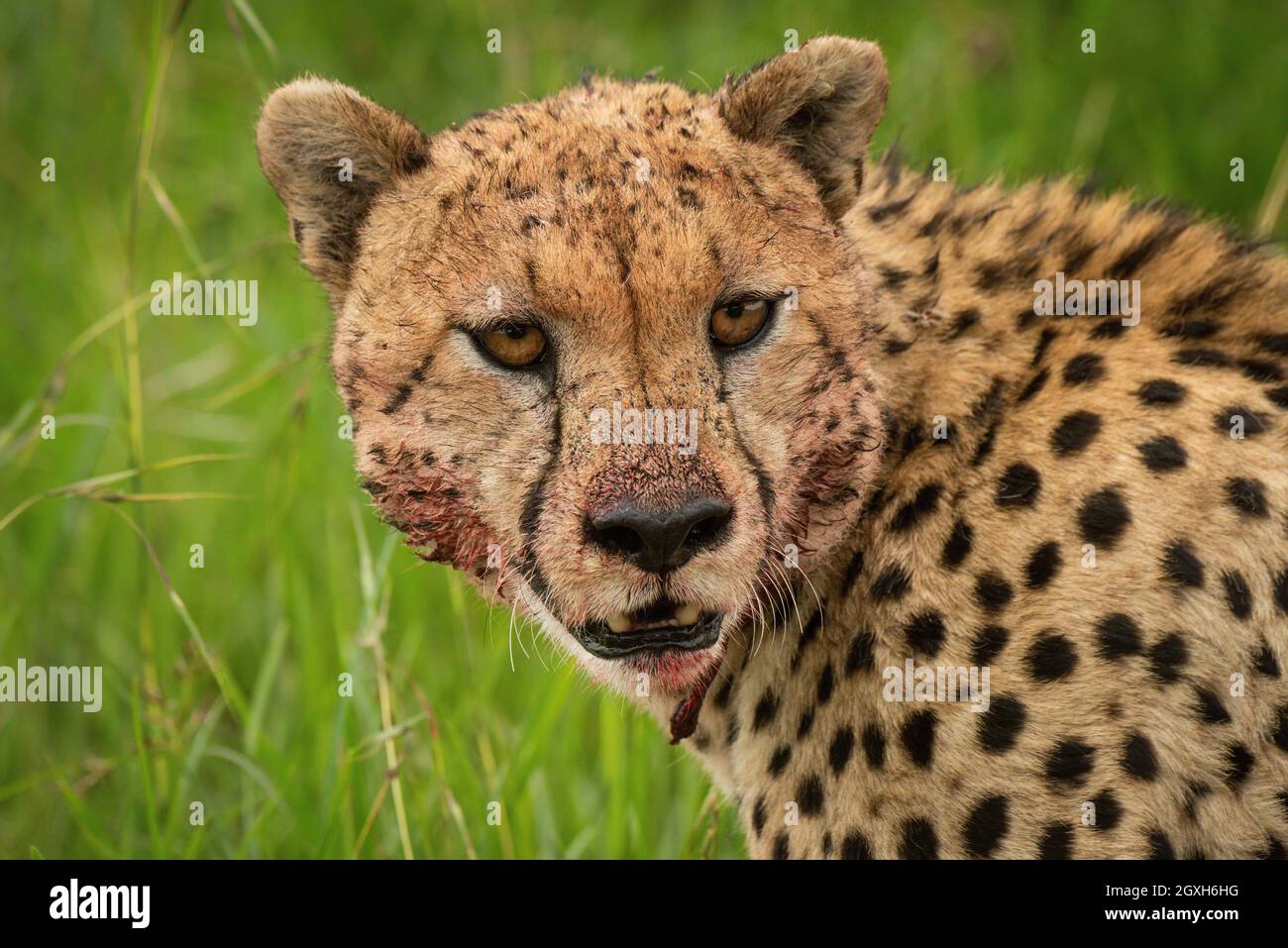 Close-up of bloody cheetah sitting turning head Stock Photo - Alamy