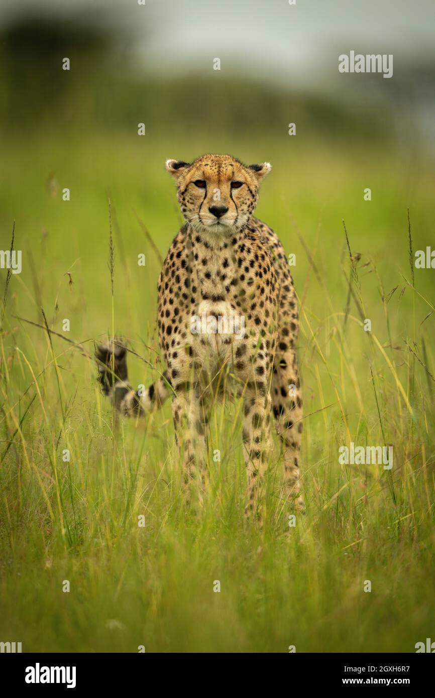 Cheetah stands in tall grass watching camera Stock Photo - Alamy