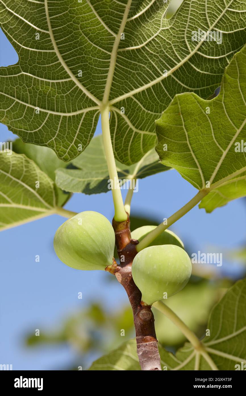 Fig tree garden hi-res stock photography and images - Alamy