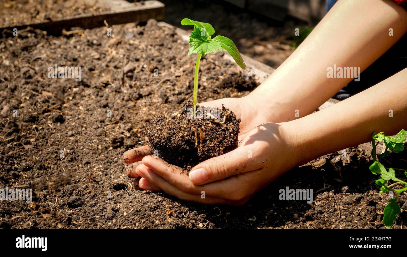Closeup of female hands holding and lifting small gren sprout growing ...