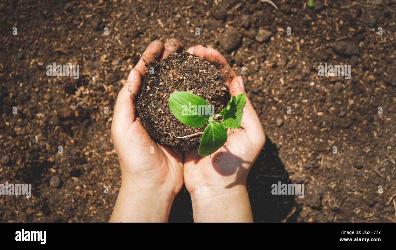 Top view toned photo of hands planting green small plant sprout in hole ...