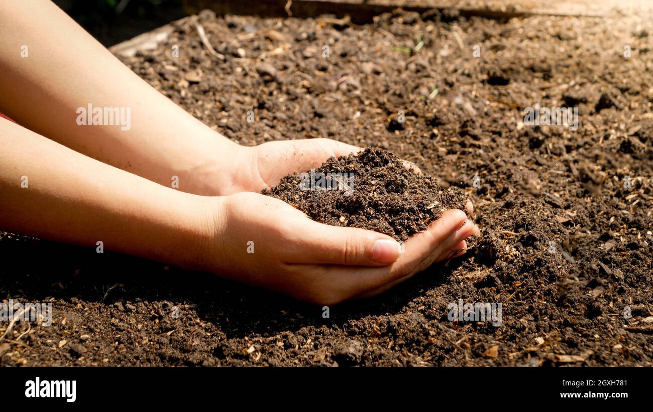 Female farmer hands picking and holding fertile ground from field ...