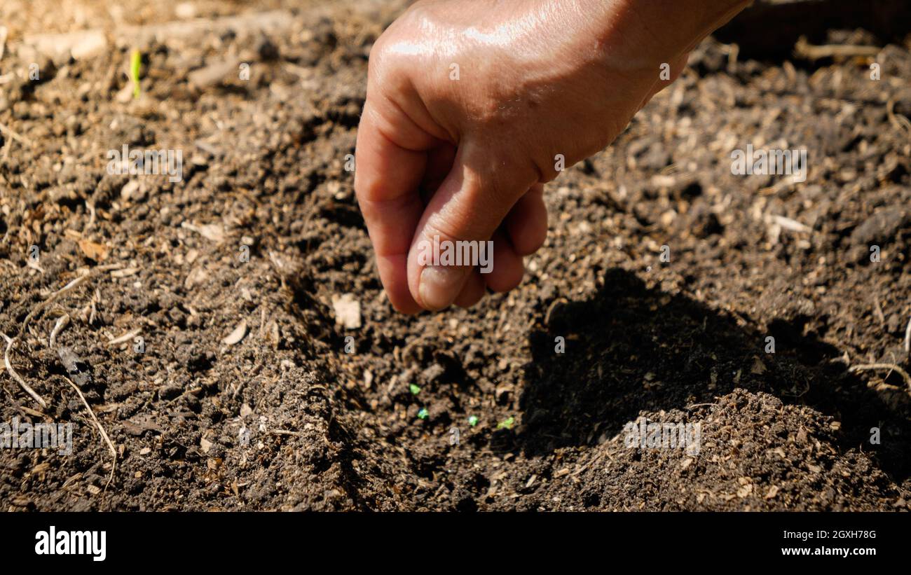 Female hand seeding organic vegetable seeds in fertilized soil at ...