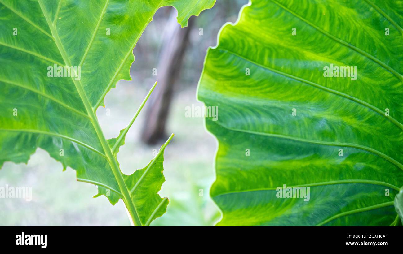 closeup green leaf insect bite with perfect green leaf. nature ...
