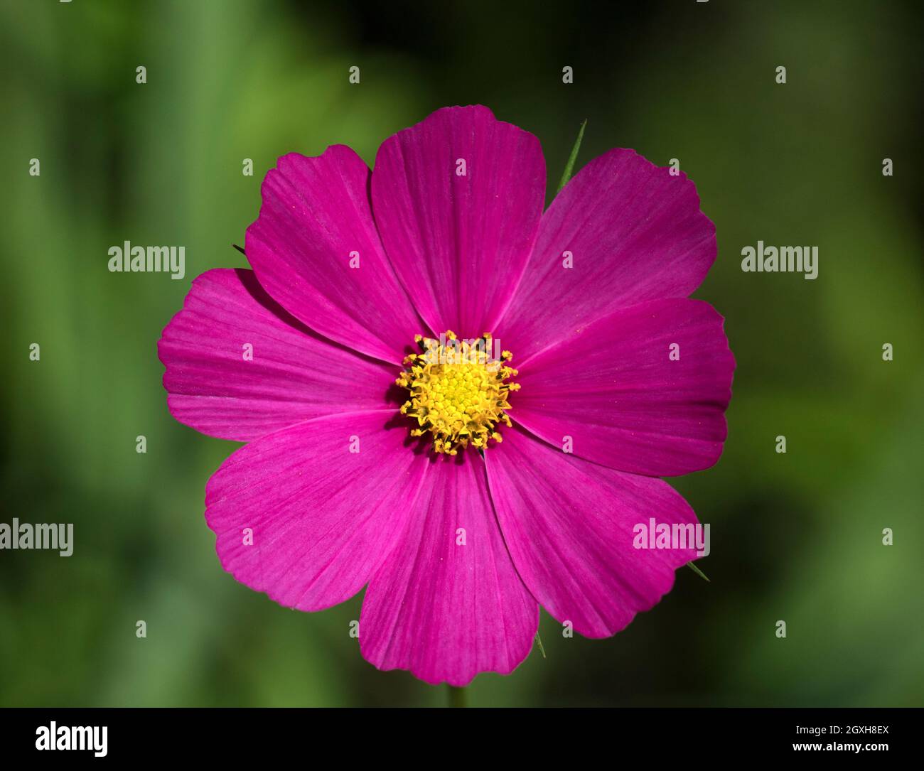 Purple Cosmos Daisy Stock Photo - Alamy
