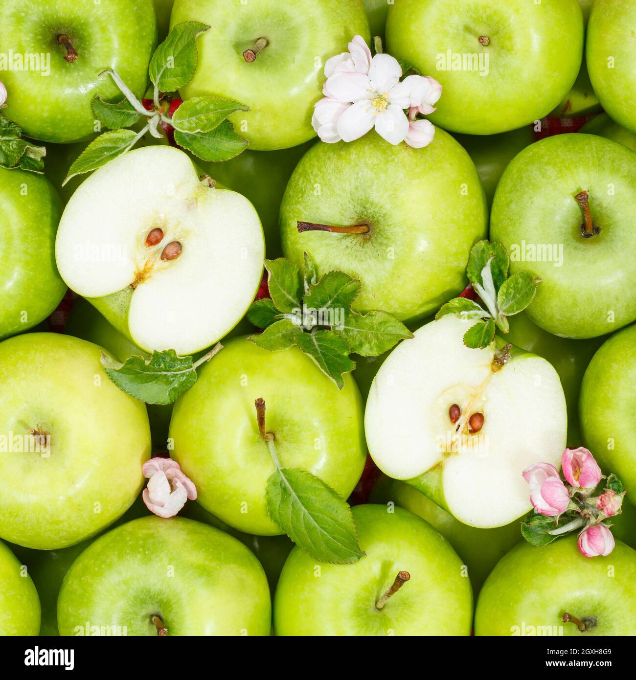Apples fruits green apple fruit square background with leaves and ...