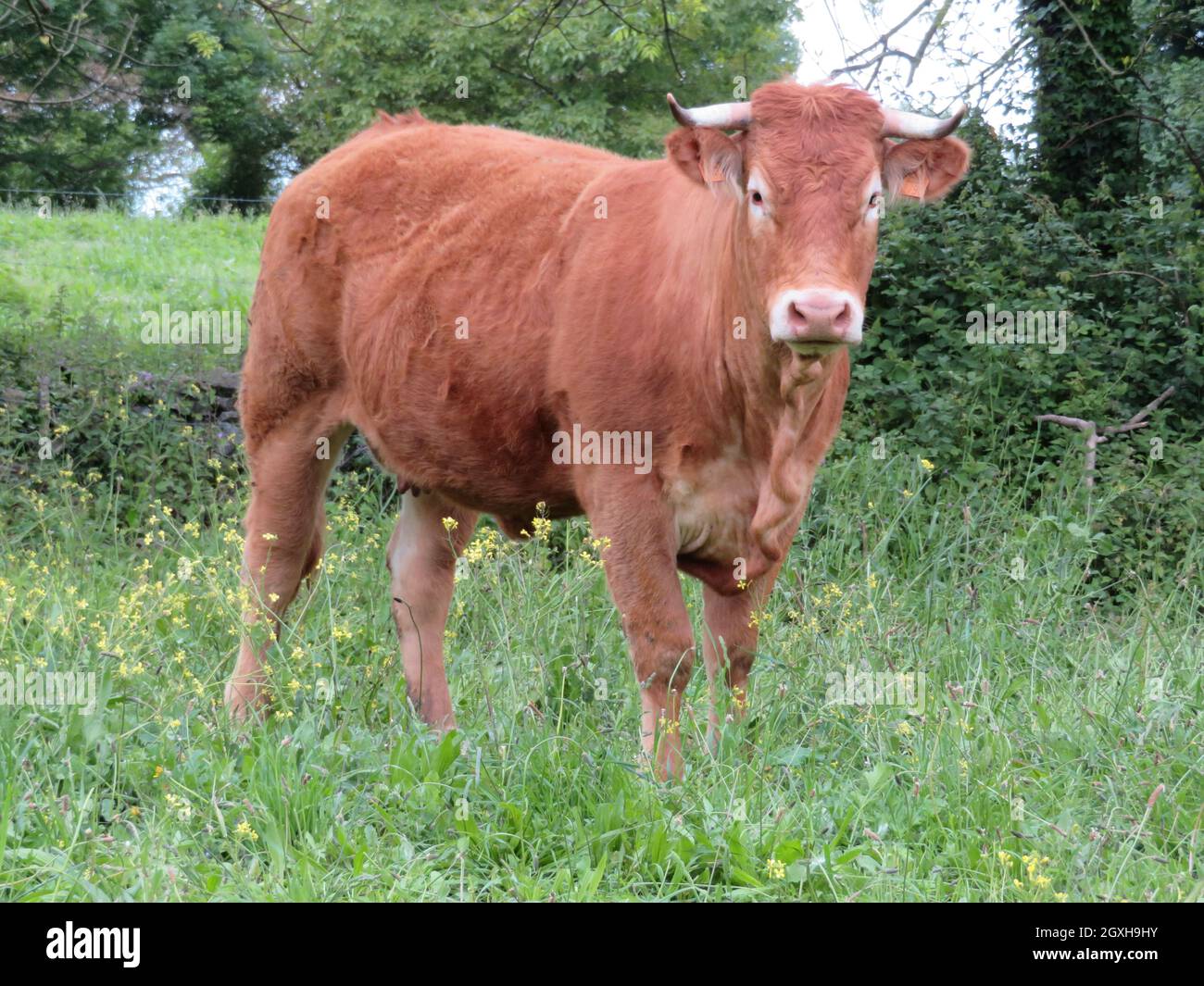 animal cows farm milk meat grass curious myron meek Stock Photo - Alamy