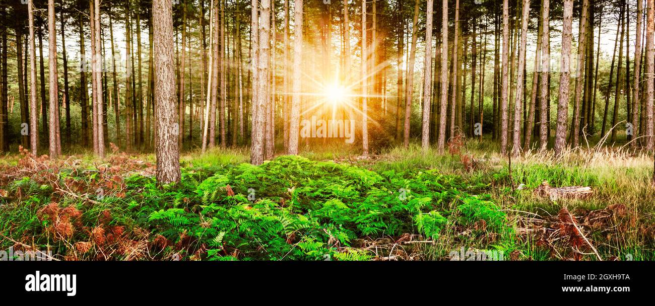 Tree ferns forest hi-res stock photography and images - Alamy