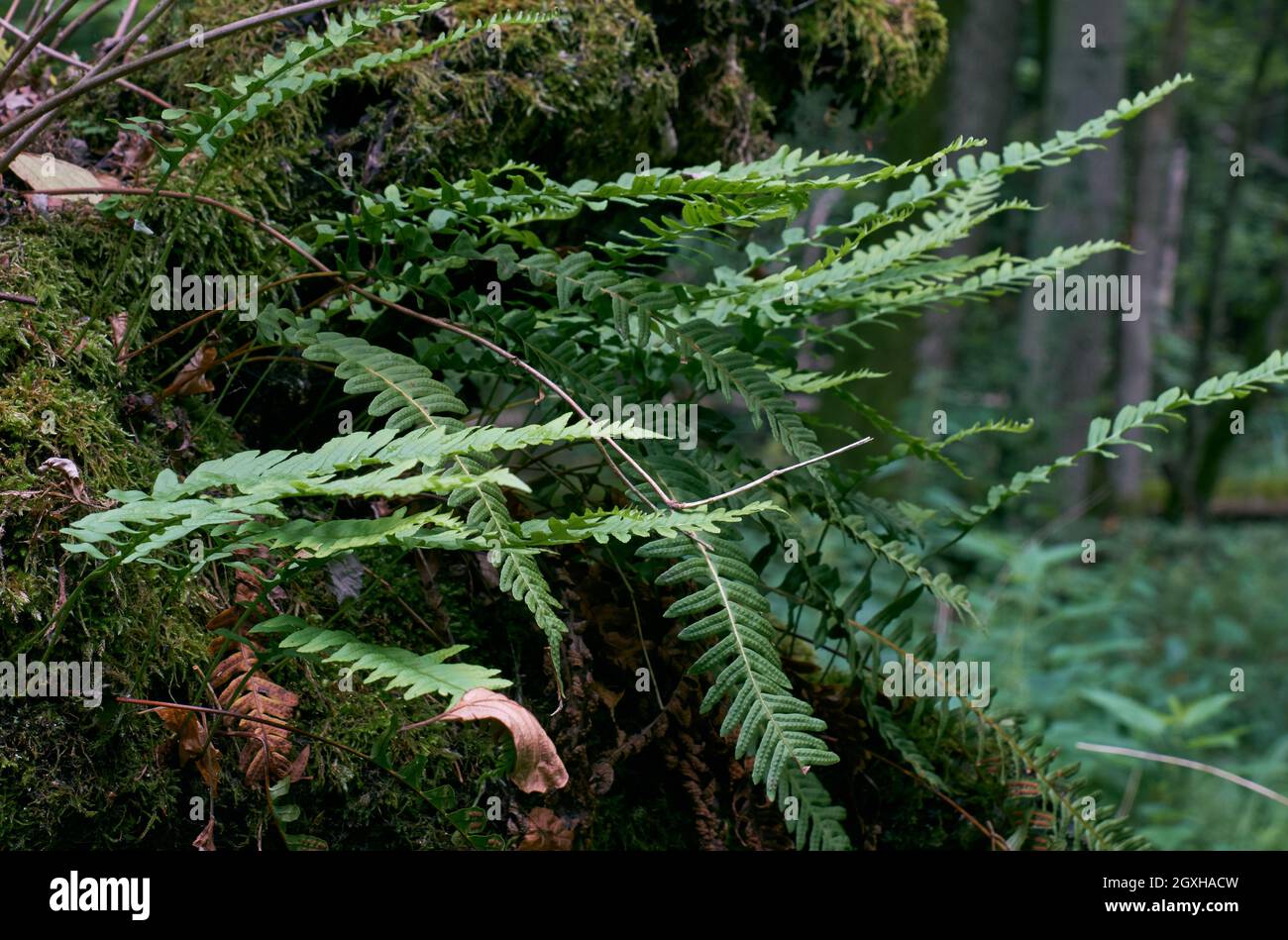 Oak tree moss wrapped with lots of Common Polypody ferns,Bialowieza ...