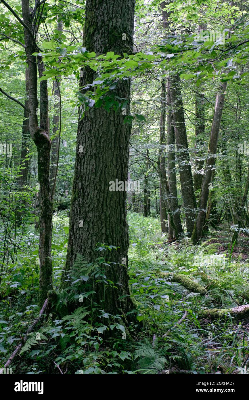 Alder tree deciduous stand in summer with dead ash tree in foreground ...