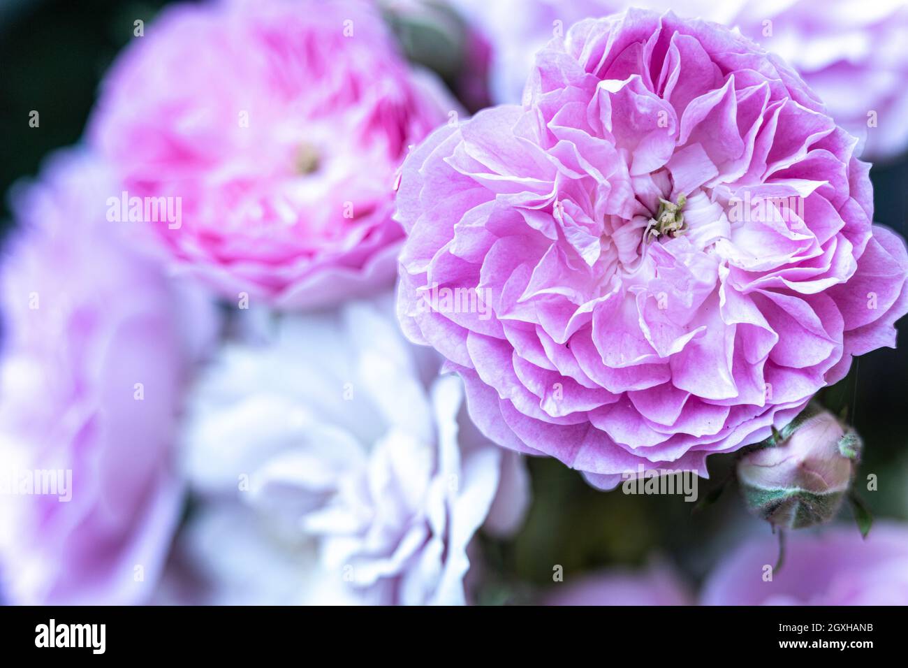 Magenta roses hi-res stock photography and images - Alamy