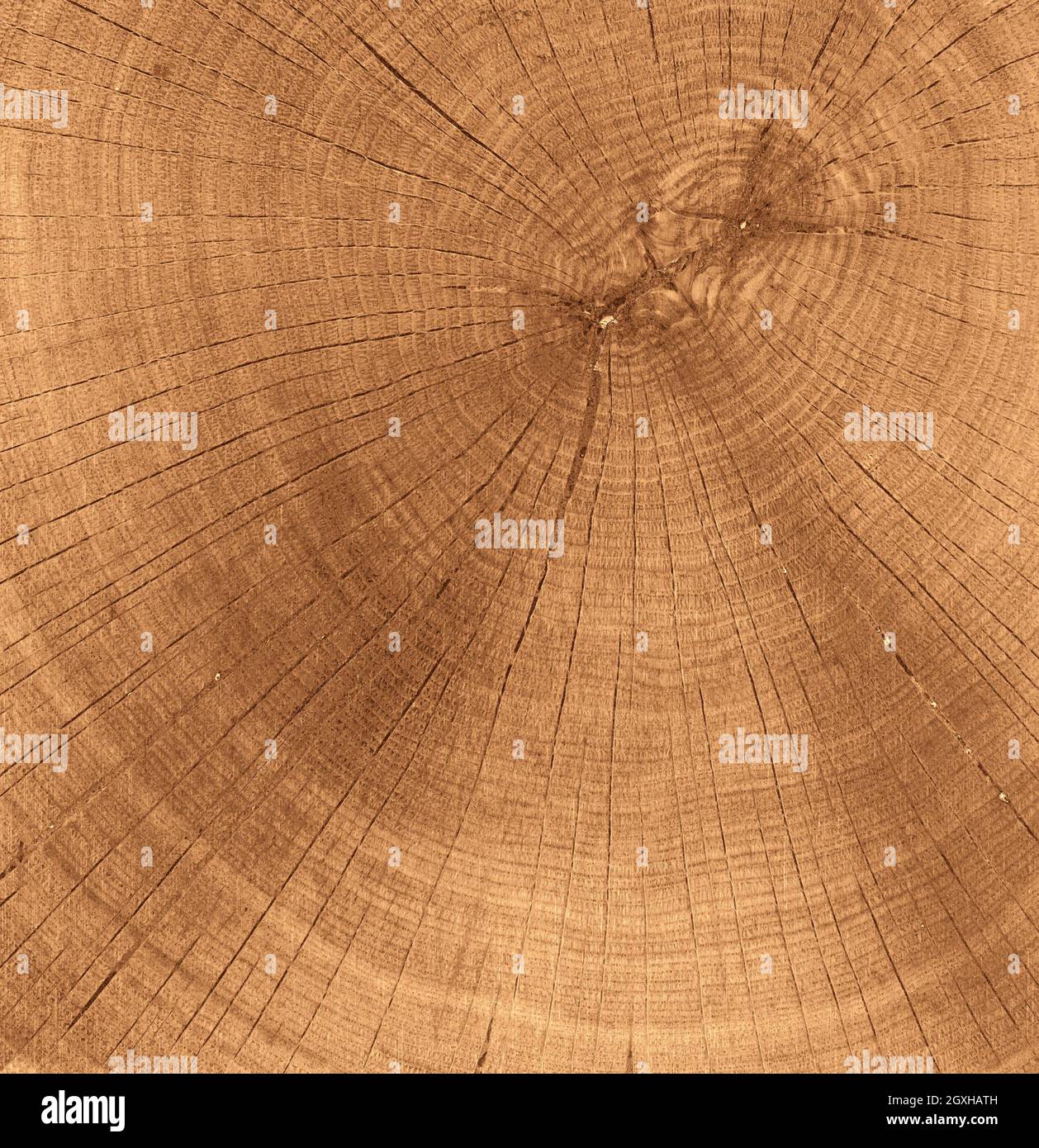 close-up wooden cut texture Stock Photo - Alamy