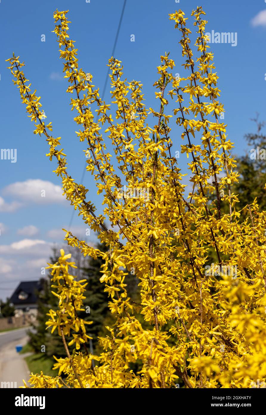 Forsythia europaea bush with yellow flowers blooming early spring Stock ...