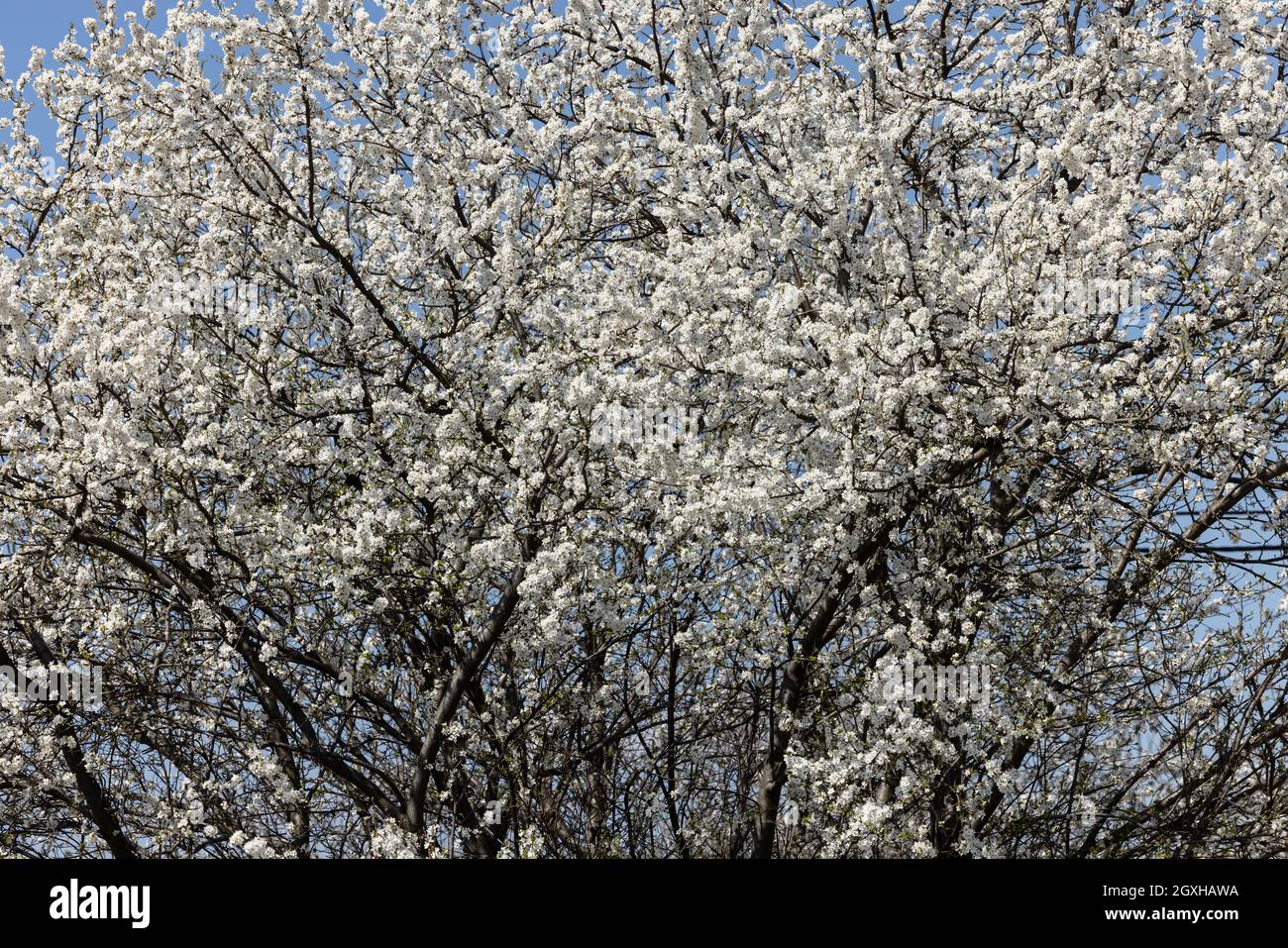Flowering plum trees hi-res stock photography and images - Alamy