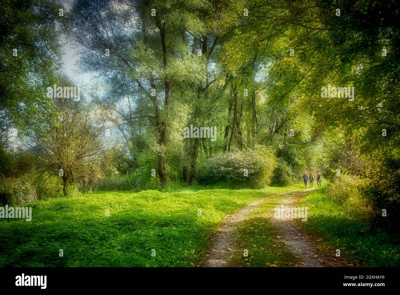 DE - BAVARIA: A Walk in the Forest (Oberbayern, Germany Stock Photo - Alamy