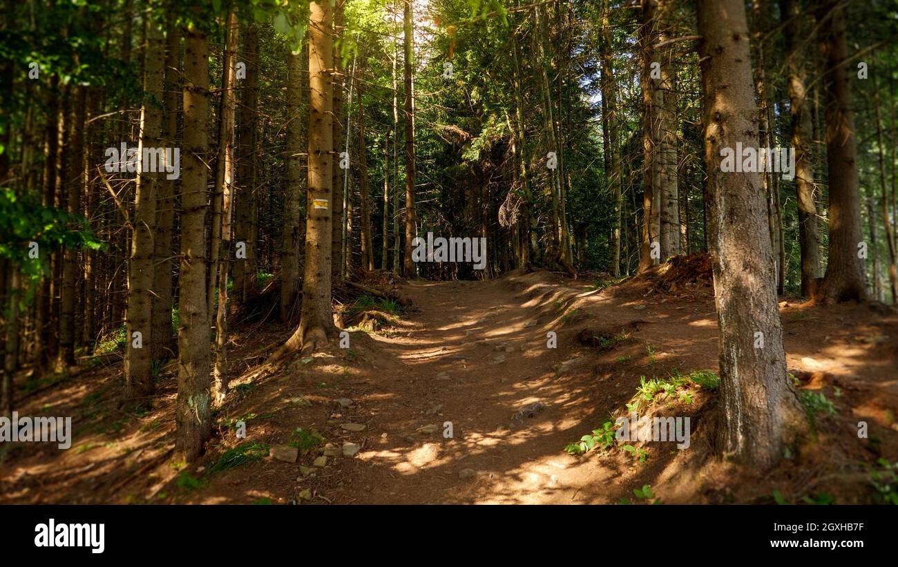 Long narrow path through pine tree forest on top the mountain Stock ...