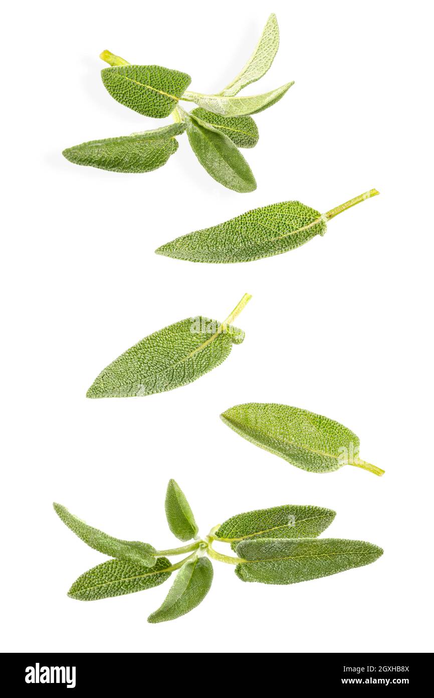 Isolated fly herbs. Five leaves and twigs of sage falling down with ...