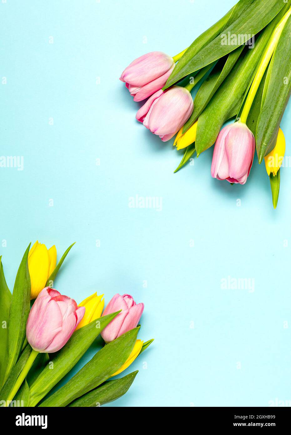 Flat lay r with pink and yellow tulips flower on pastel blue background ...