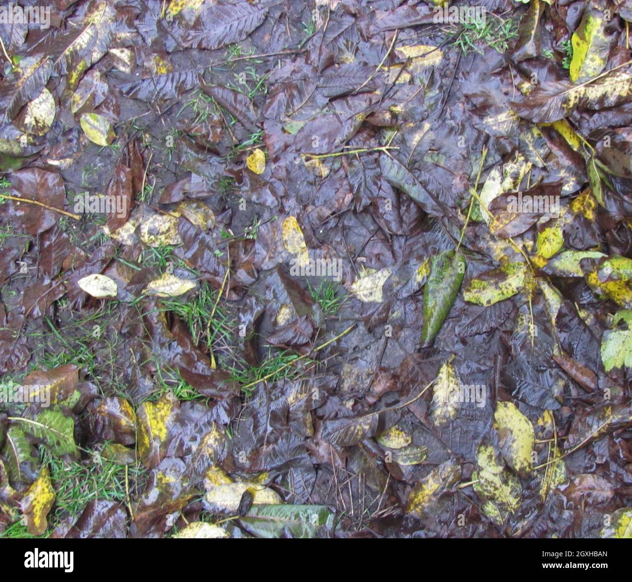 wet fallen leaves lie on the ground - autumn background Stock Photo - Alamy