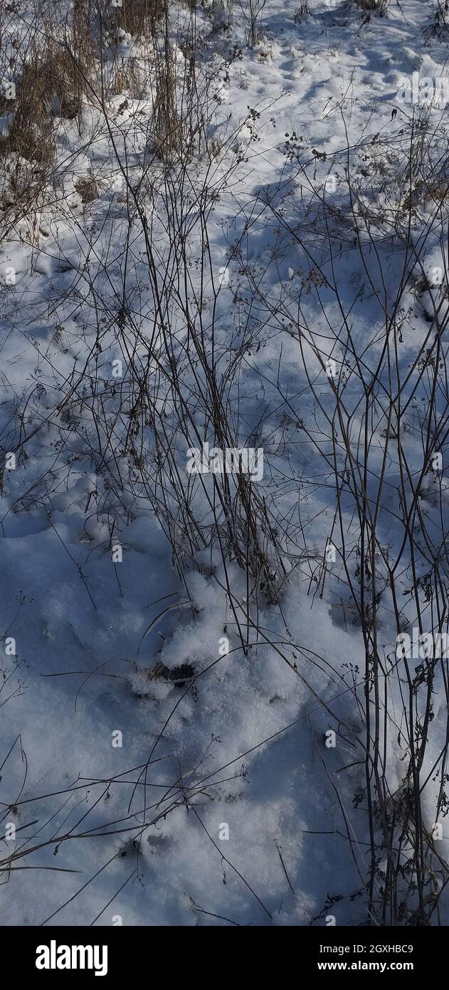 Dry grass breaking through the snow Stock Photo - Alamy