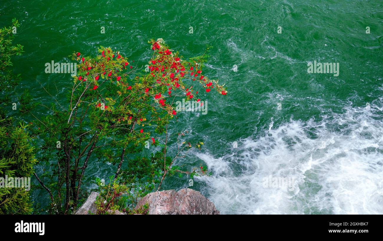 Top view on the tree growing next to waterfall stream falling and ...