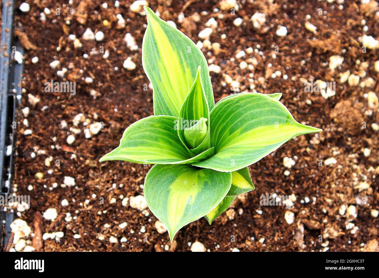 A young hosta seedling growing in soil Stock Photo - Alamy