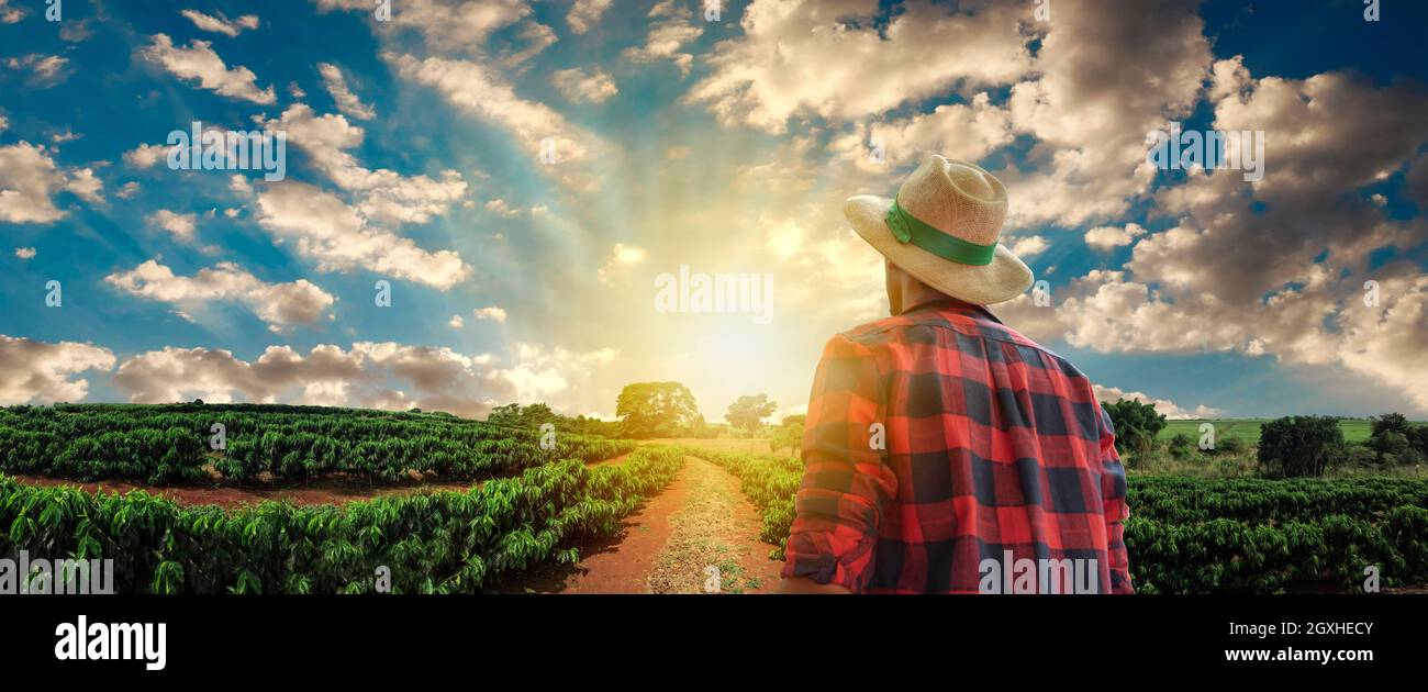 Farmer with hat in front of a coffee plantation crop, in a sunset day ...
