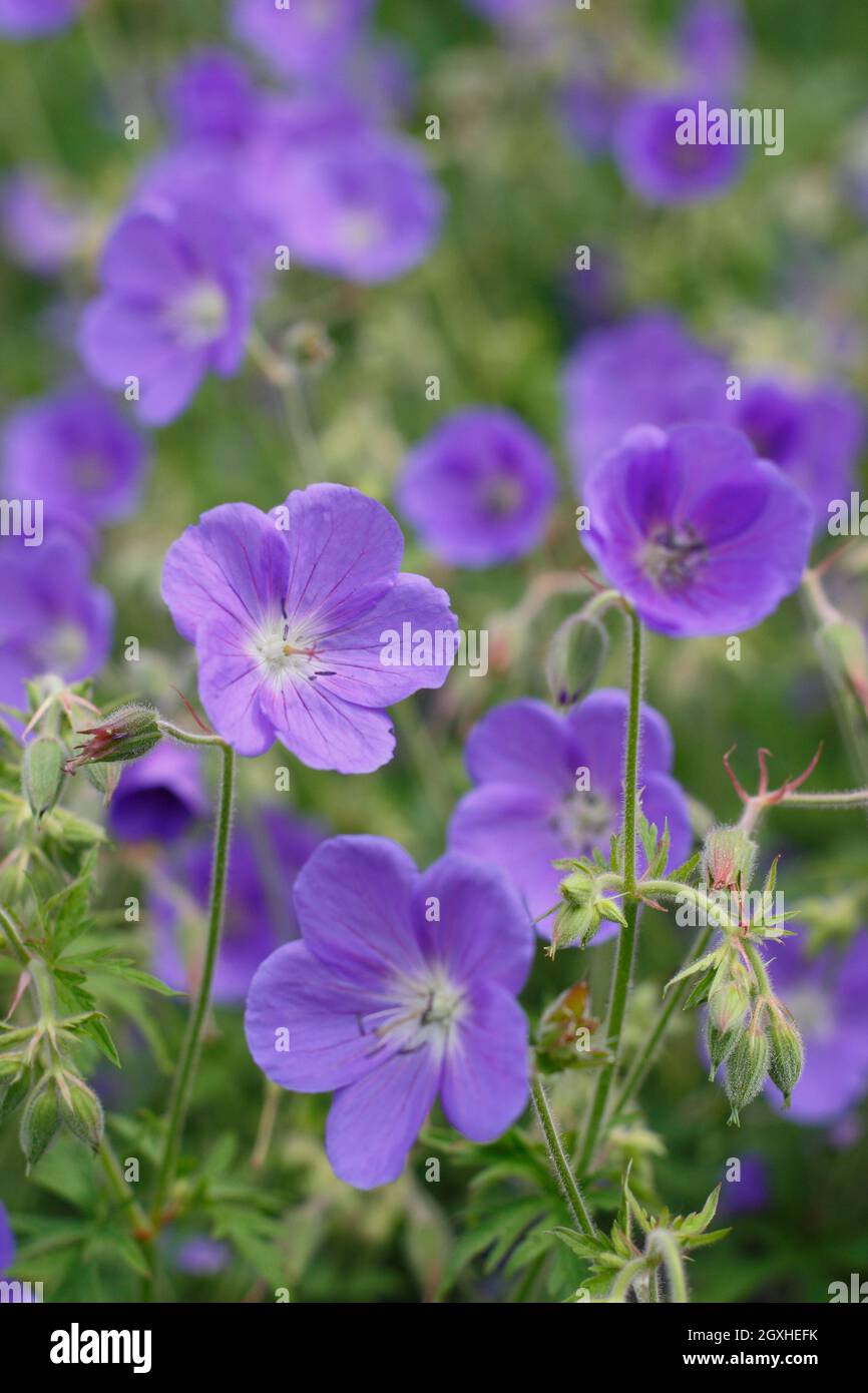 Deep blue flowers of geranium 'Brookside' Stock Photo - Alamy