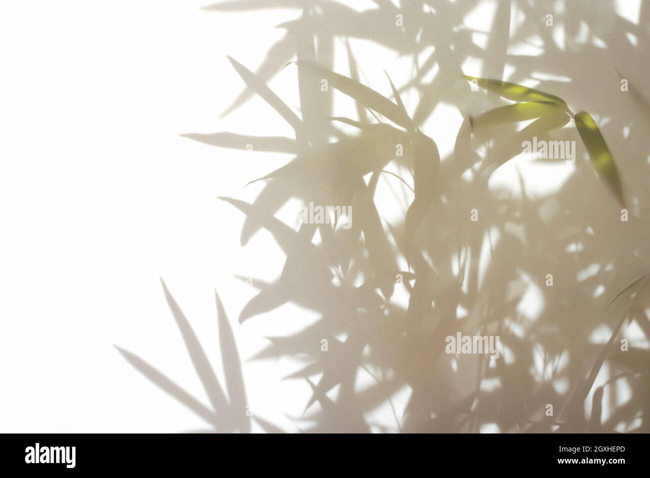 Natural bamboo shadow on white cloth background. Leaf silhouette Stock ...