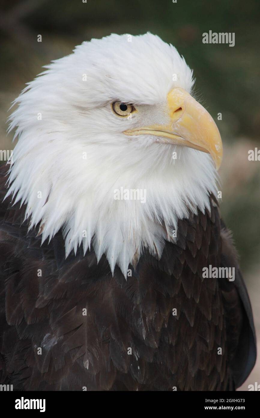 Symbol of a nation hi-res stock photography and images - Alamy