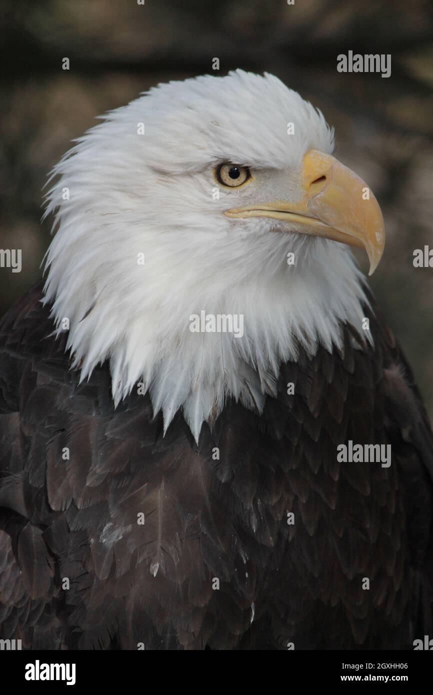 Symbol of a Nation Stock Photo - Alamy