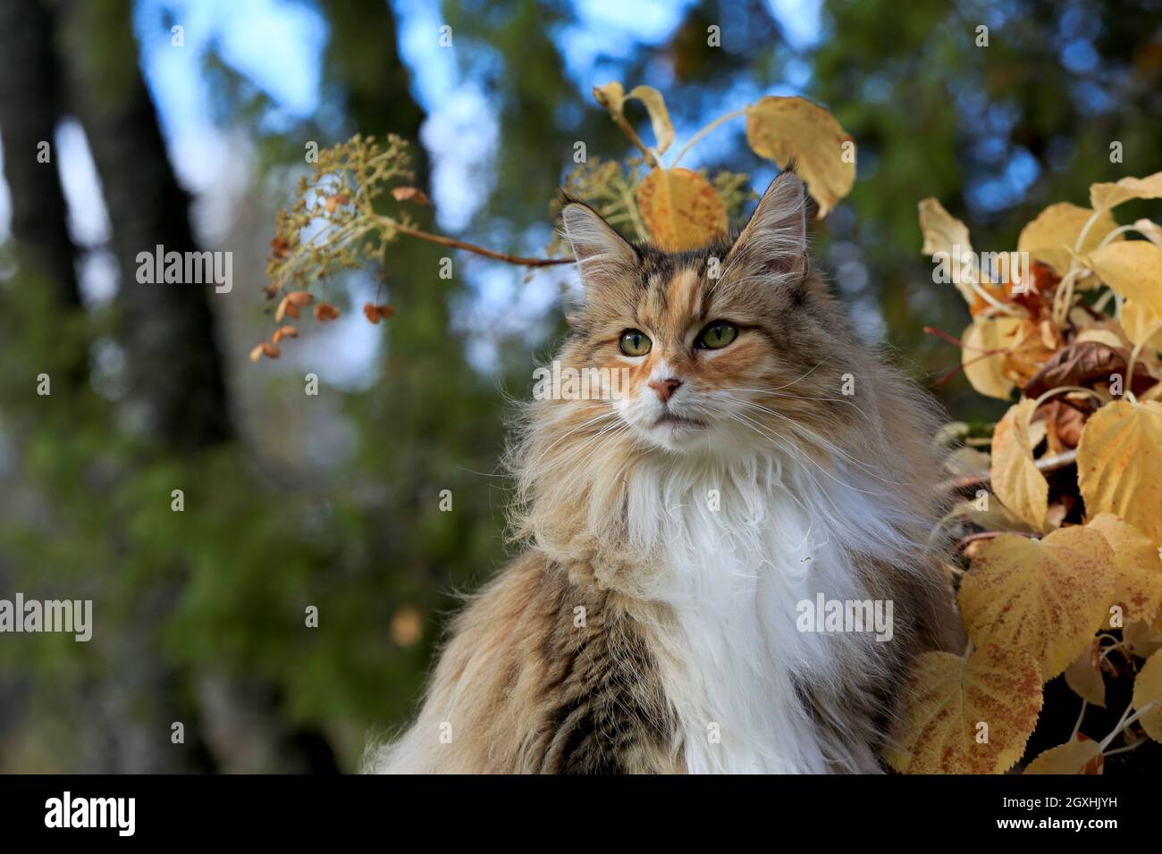 A beautiful norwegian forest cat female sitting in garden in autumnal ...