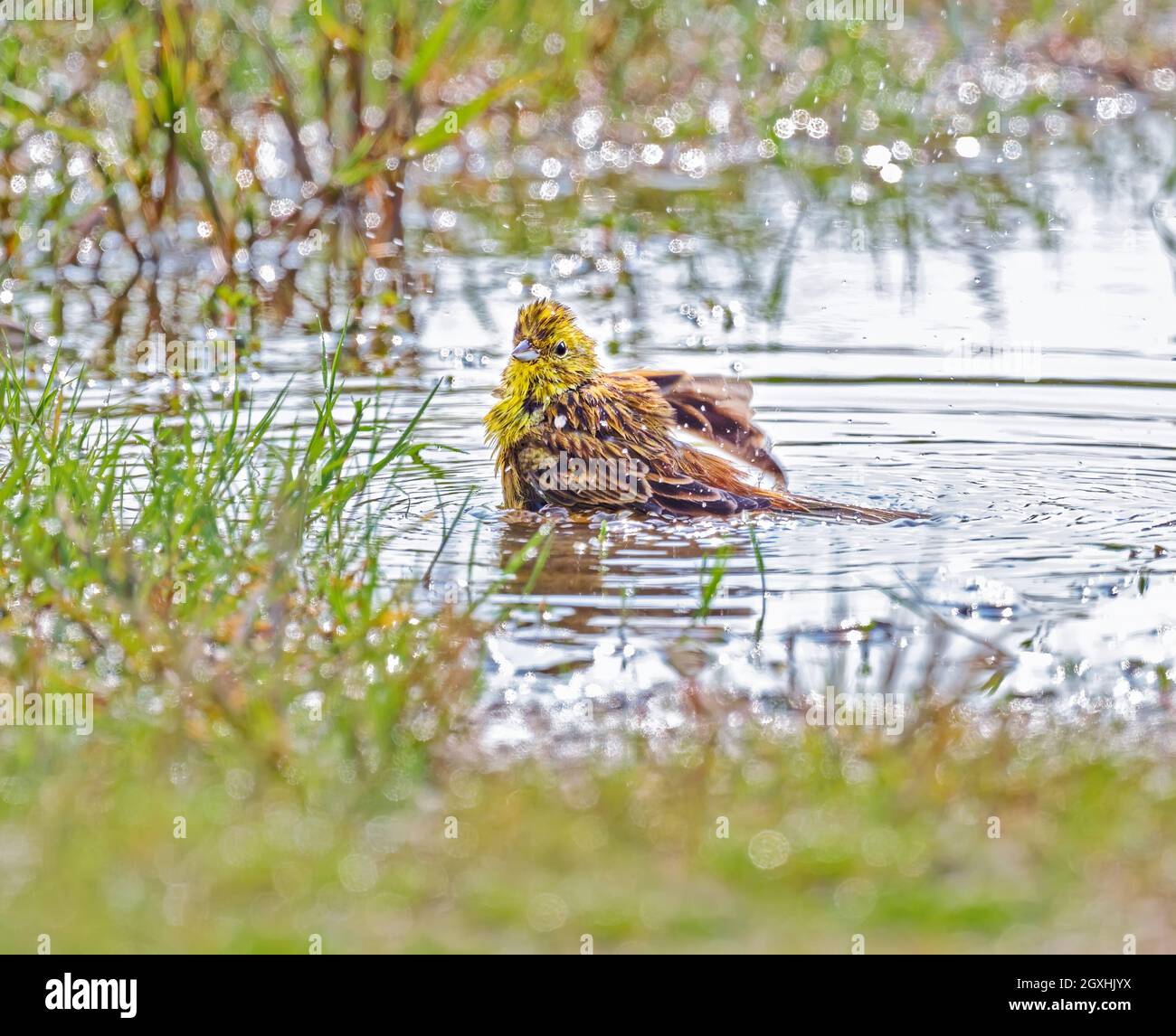 Yellowhammer, Emberiza citrinella, bathing and splashing about in the ...