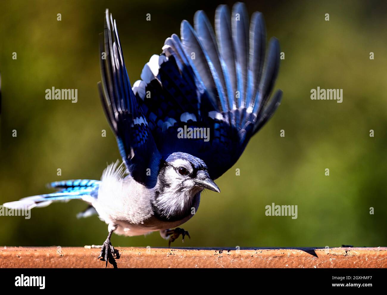 Bluejay takes off from the backyard deck Stock Photo - Alamy