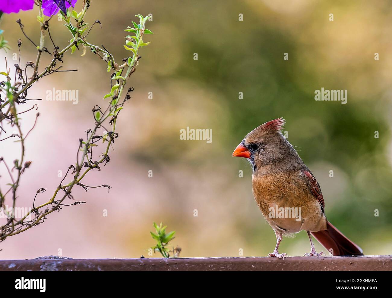 Under garden hi-res stock photography and images - Alamy