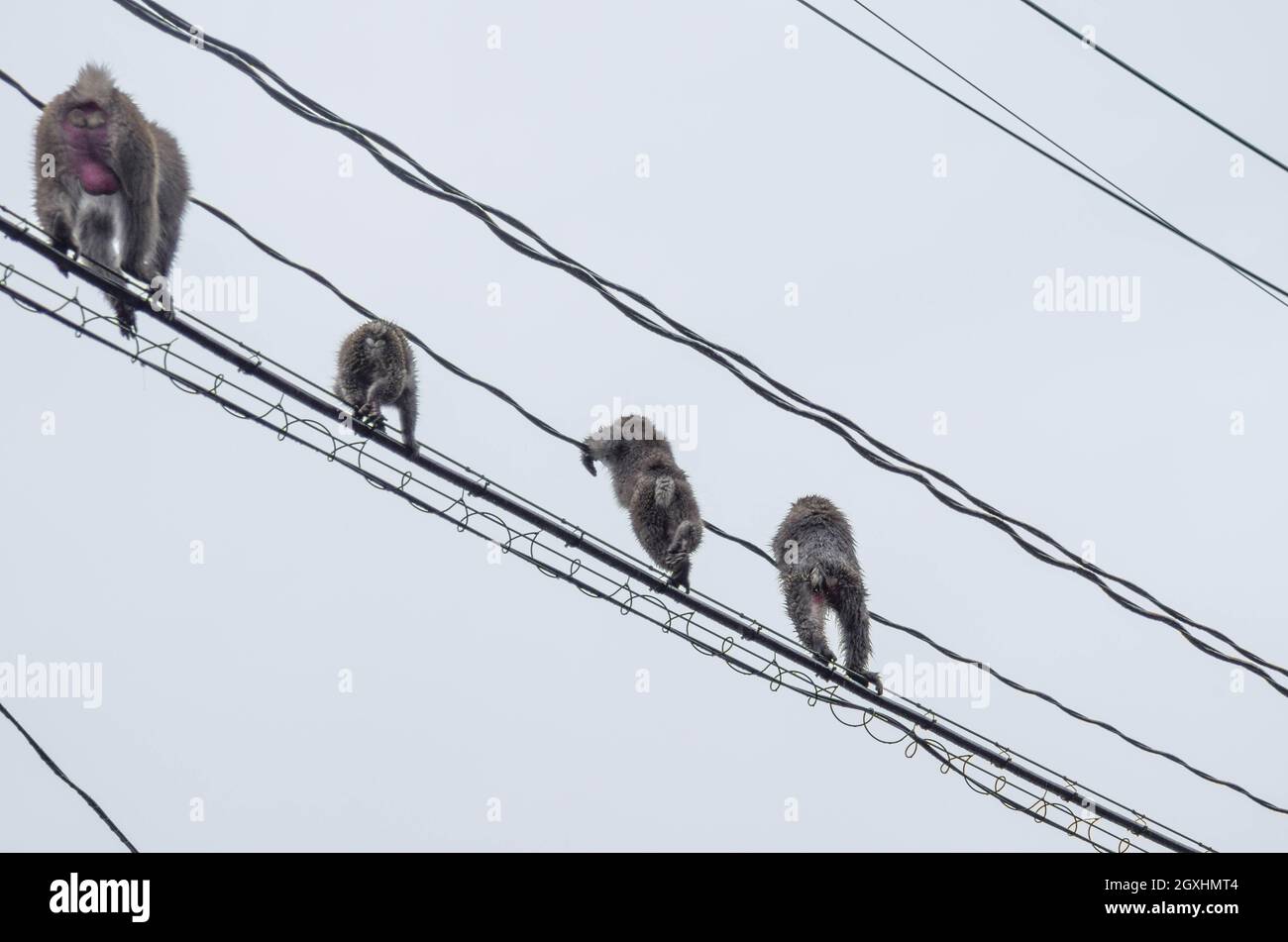 A family of Japanese macaques travelling along overhead power lines ...