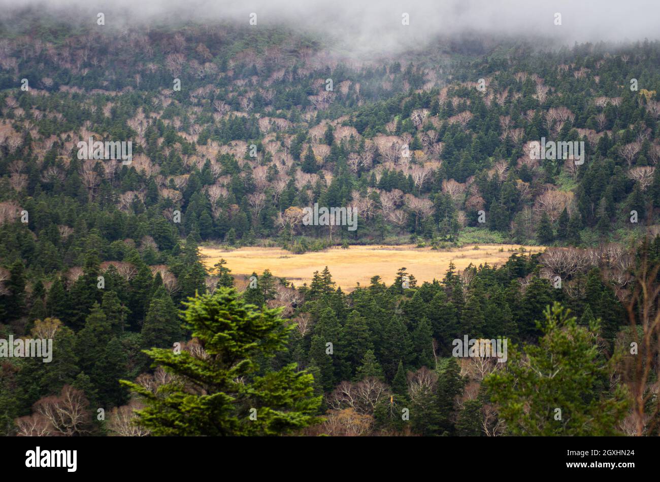 Close-up of the forest in Hachimantai National Park on the Hachimantai ...