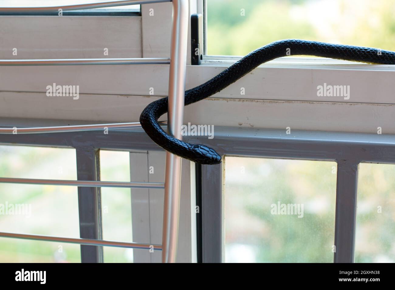 A black venomous snake climbed into a residential building through a ...