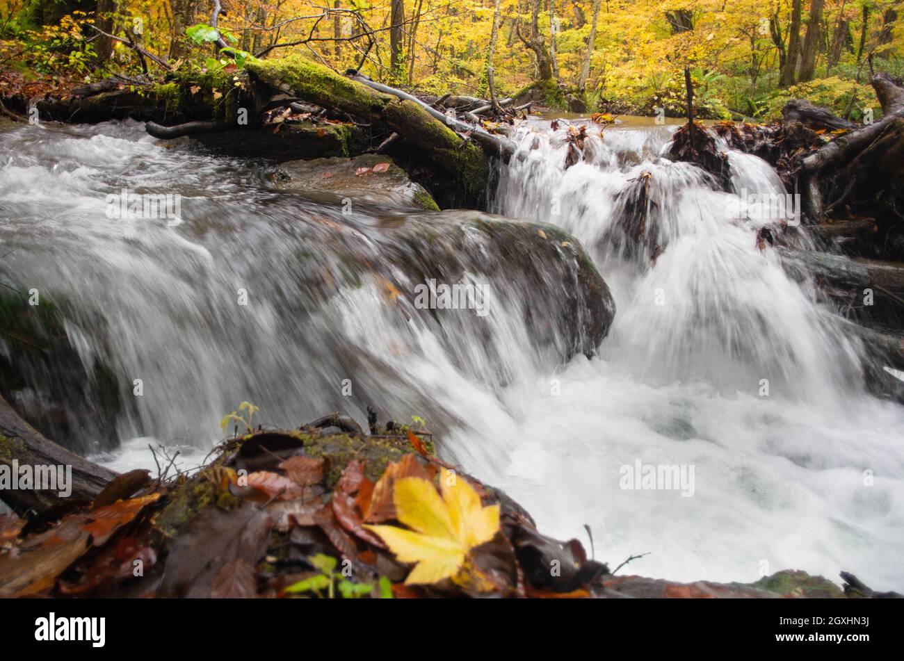 Oirase stream is famous for it's autumn colouring, a hiking path goes ...