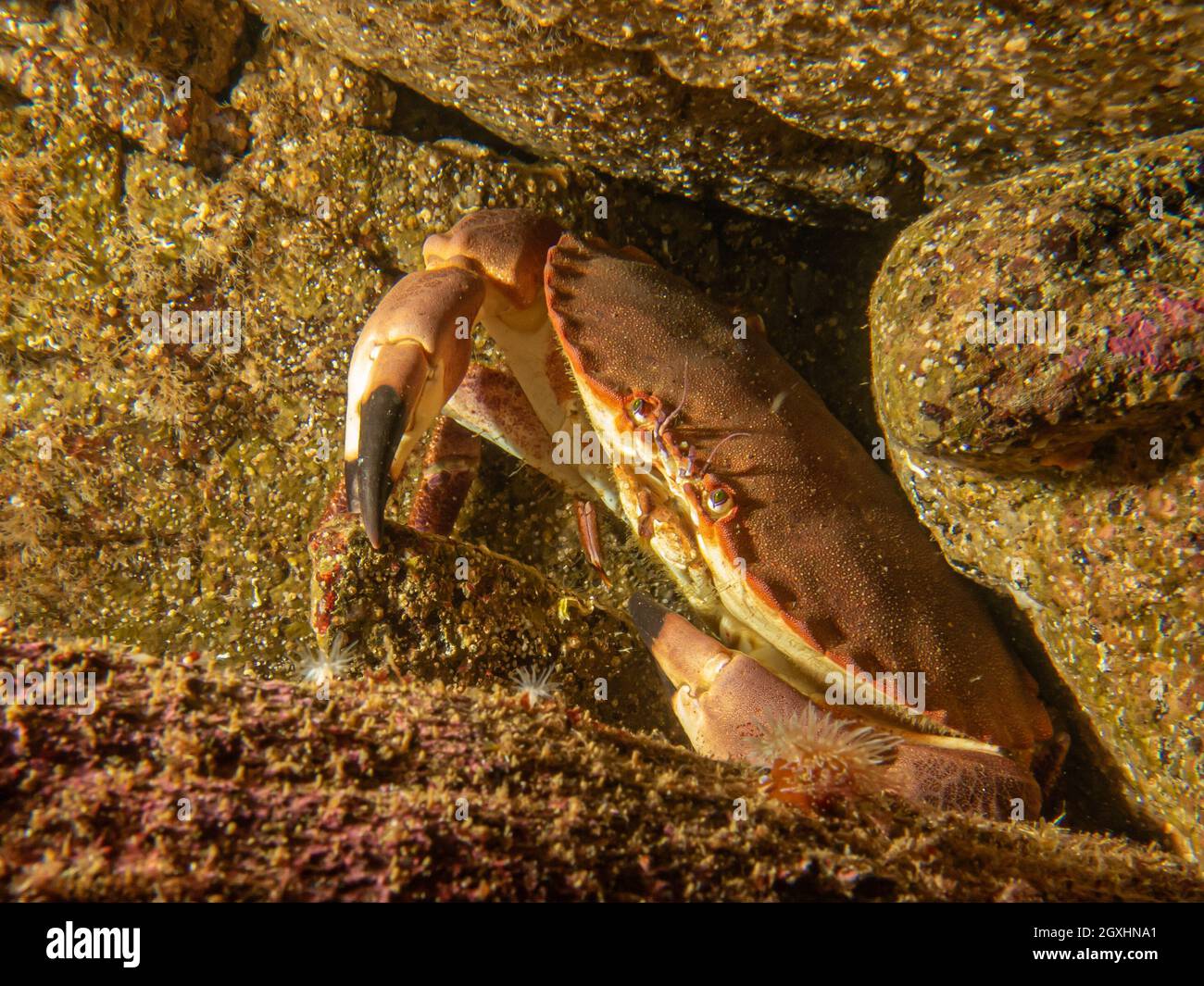 A closeup picture of a Cancer pagurus, also known as edible crab or ...