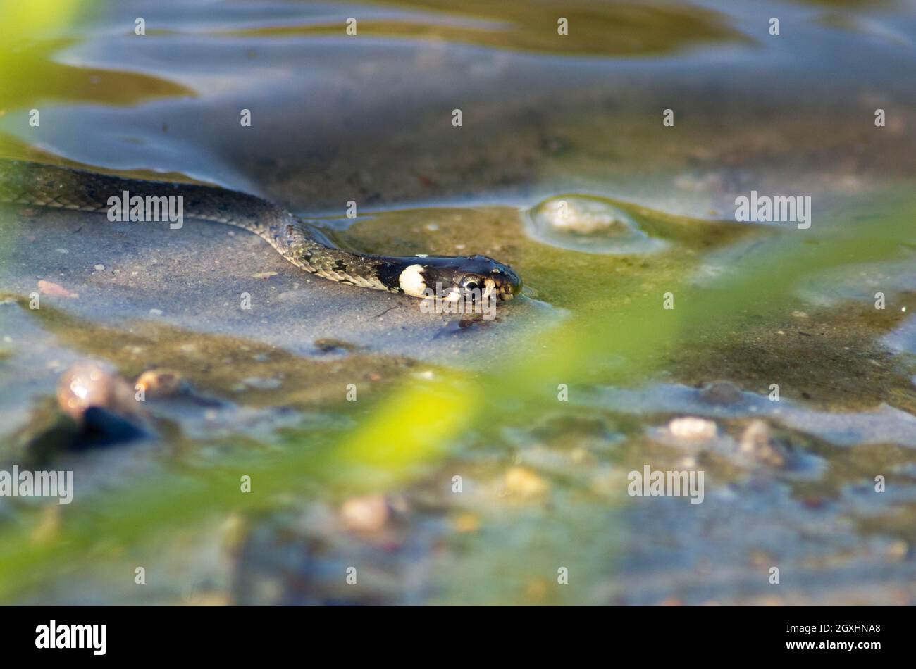 A grass snake (natrix natrix) in the shallows of Lake Przyton in ...