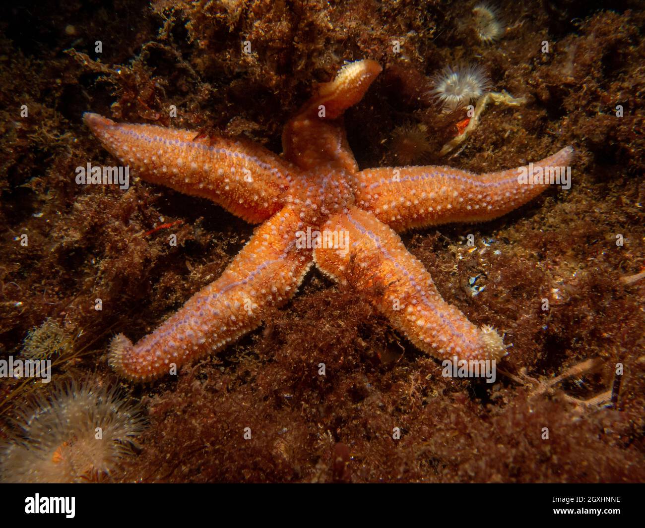 A closeup picture of a common starfish, common sea star or sugar ...