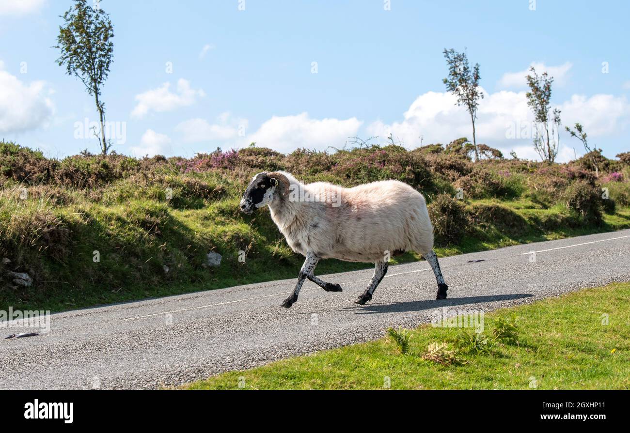 Happy Sheep Road