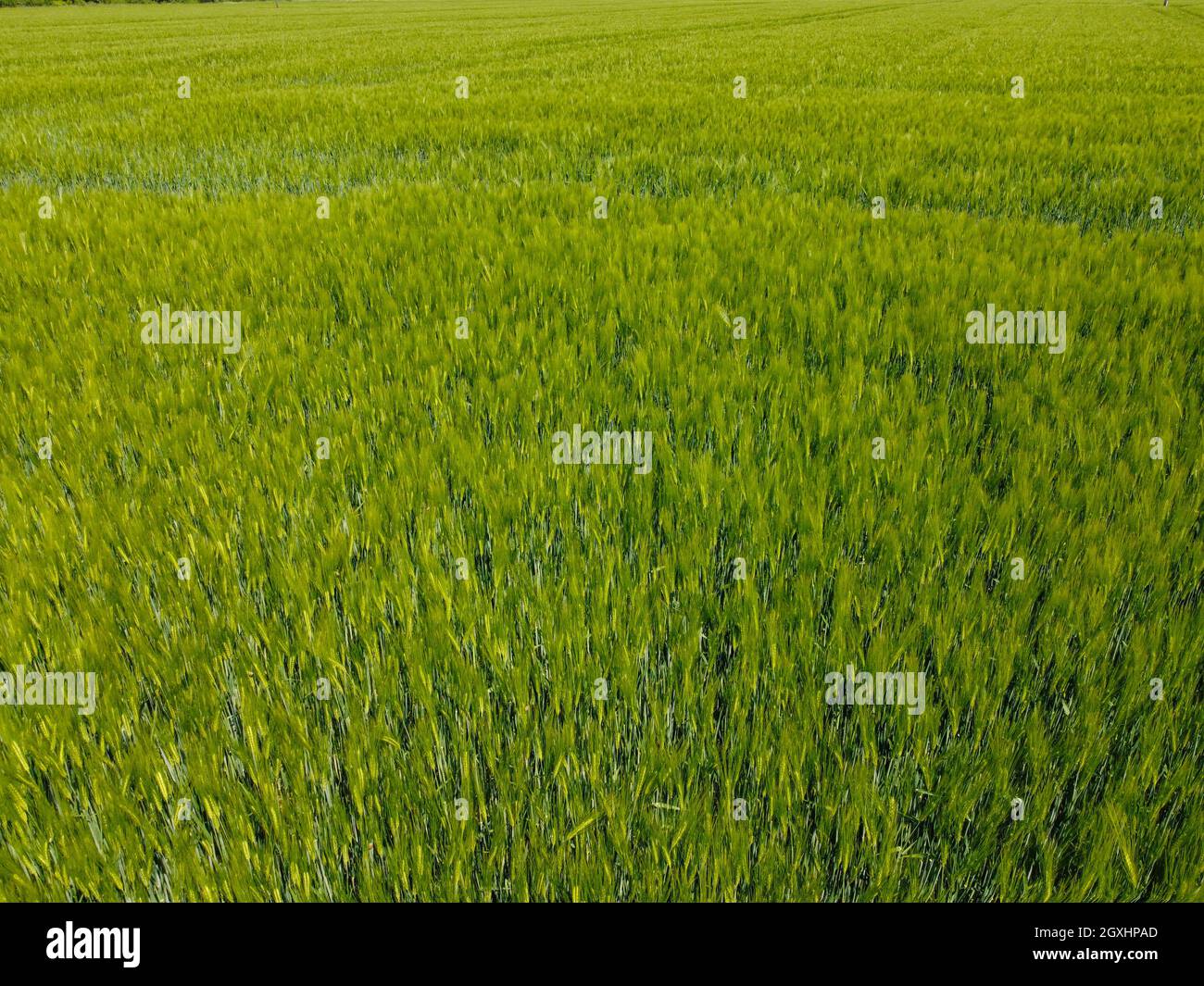 Aerial view of an agricultural field with grain planted in spring in ...