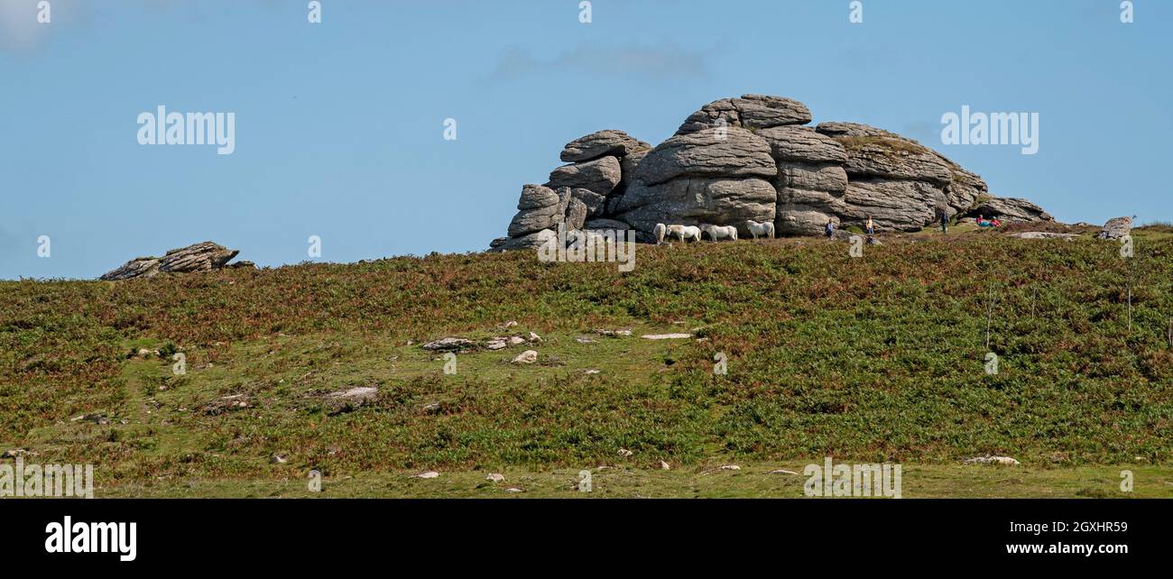 Dartmoor, Devon, England, UK. 2021. Tourists and wild ponies at Saddle ...