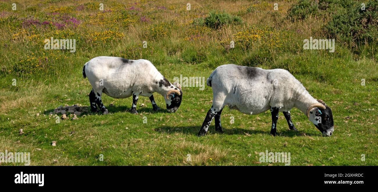 Dartmoor, Devon, England, UK. 2021. Scotch Blackface sheep grazing on ...