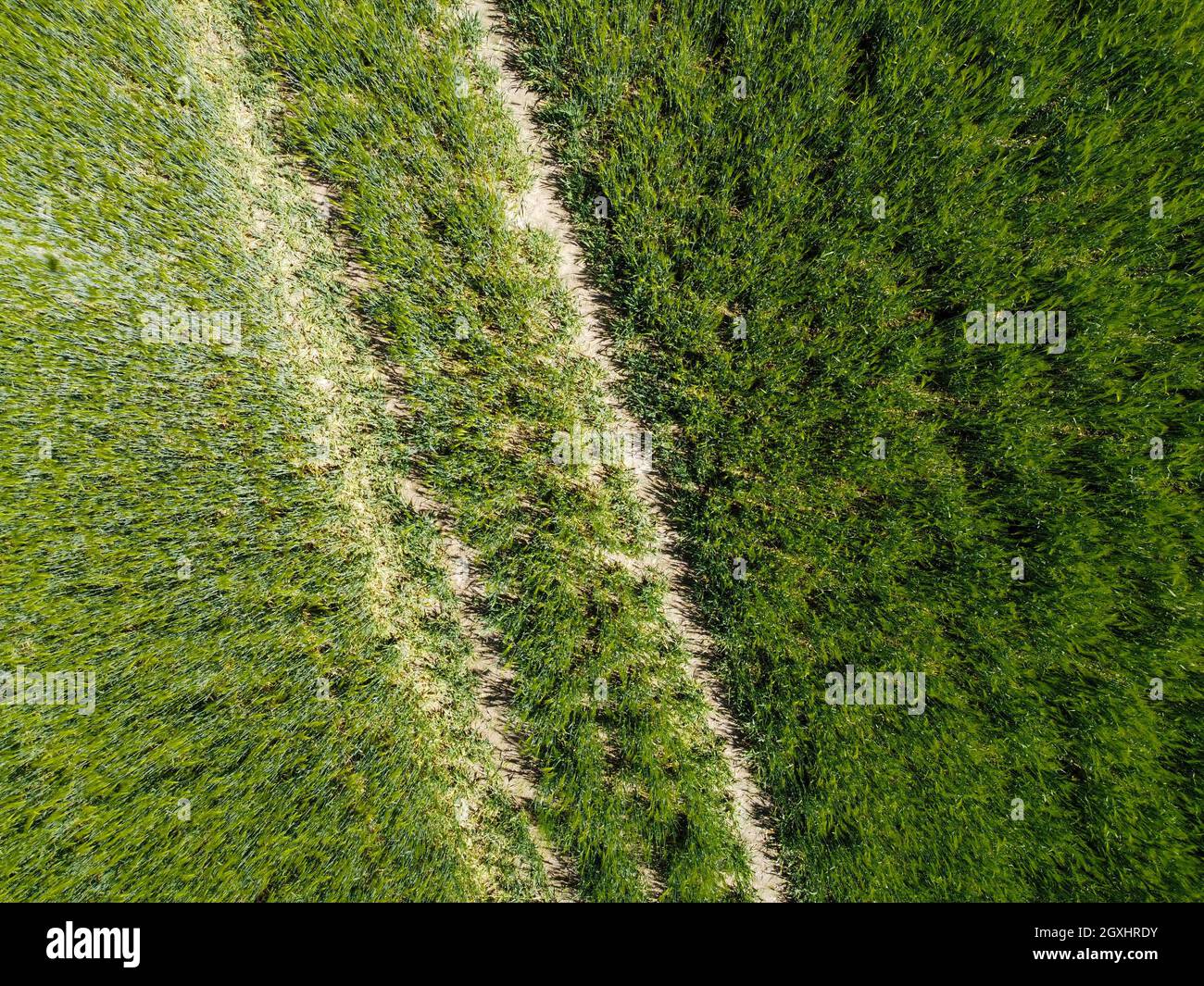 Aerial view of an agricultural field with grain planted in spring in ...